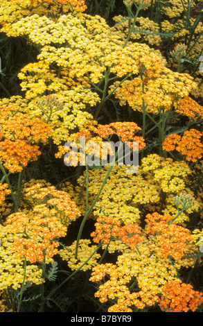 Achillea "Inca Gold Stock Photo - Alamy