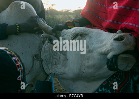 Samburu Circumcision Ritual Stock Photo - Alamy