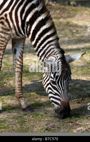 horse animal mammal africa striated zebra wild horse stripes stripe ...