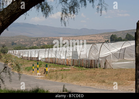 Flower farms Lake Naivasha Rift Valley Kenya Stock Photo: 21789923 - Alamy