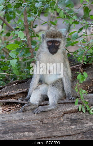 Black-faced vervet monkey (Cercopithecus pygerythrus), one of the ...