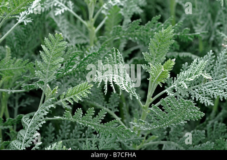 Pyrethrum Silver Feather grey leaved perennial Stock Photo - Alamy