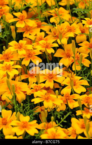 Tagetes Tenuifolia 'golden Gem' signata pumila Signet French Marigold ...