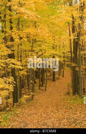 WISCONSIN - Trail to the Observation Tower in Copper Falls State Park ...