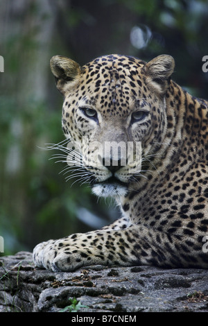 Leopard (Panthera pardus kotiya) is lying on a big rock in Yala ...