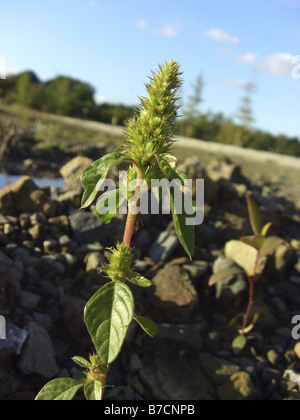 Amaranthus retroflexus is a species of common weed in the family ...