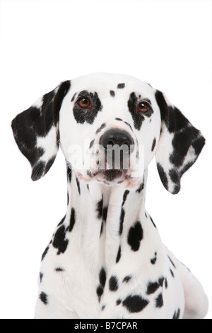 Dalmatian dog fur hair closeup, texture and pattern, showing black spots over white fur Stock ...