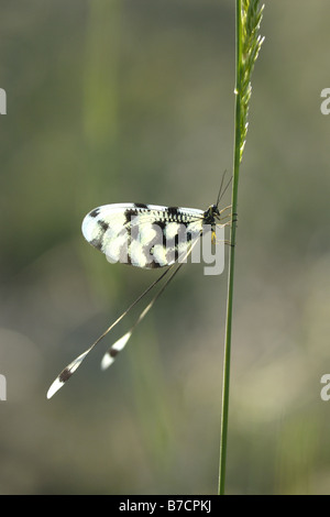 spoon-winged lacewing (Nemoptera sinuata), on an inflorescence, Turkey ...