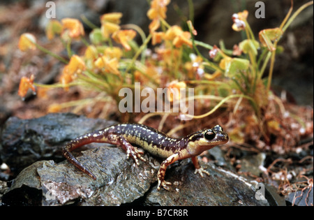 Aegean salamander (Lyciasalamandra helverseni), female, Greece ...