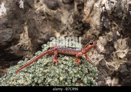 Aegean salamander (Lyciasalamandra helverseni), male, Greece, Krpathos ...