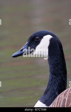 Closeup shot of a Canada goose swimming in a pond Stock Photo - Alamy
