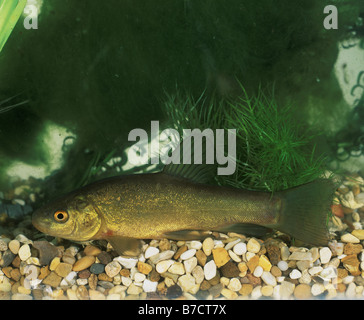 Tench, tinca tinca Stock Photo - Alamy