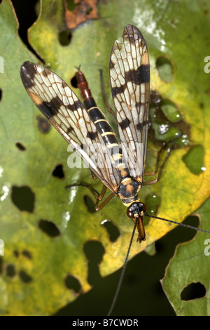 Scorpion Fly, Panorpa communis, family Panorpidae Stock Photo - Alamy