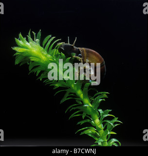 RAMSHORN SNAIL PLANORBIS PLANORBIS FEEDING ON WATER VIOLET Stock Photo ...
