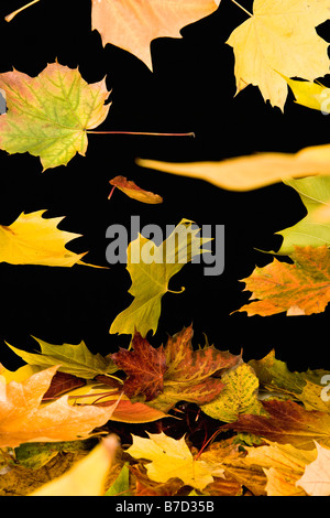 A vertical shot of the autumn leaves in the water Stock Photo - Alamy