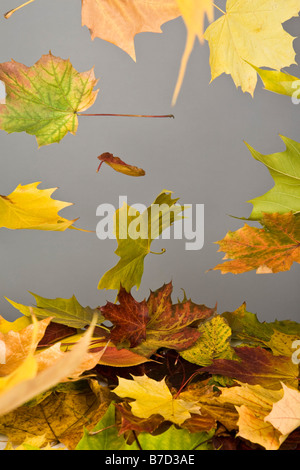 A vertical shot of the autumn leaves in the water Stock Photo - Alamy
