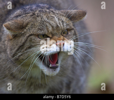 Female Scottish Wildcat Stock Photo - Alamy