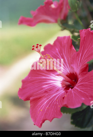 Hibiscus flower,Ishigaki island,Okinawa Prefecture,Japan,Asia Stock ...
