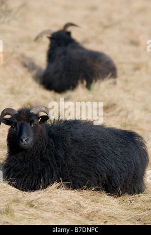 Black Sheep, a Hebridean, breed of sheep with two pairs of horns ...