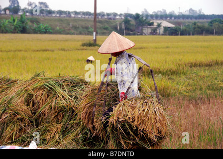 Vietnamese workers harvesting rice in the paddy fields of Vietnam Stock ...