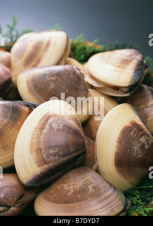 Close up shot of Hard clam on a human hand Stock Photo - Alamy