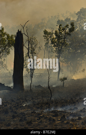 Controlled bush fire in Kakadu National Park Stock Photo - Alamy