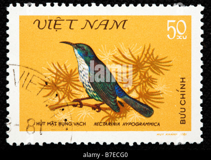 Purple-naped Sunbird (Hypogramma hypogrammicum nuchale) adult male ...