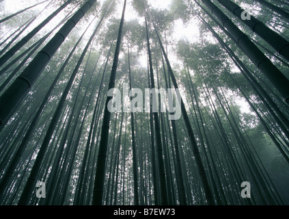 The bamboo grove in fog color Stock Photo - Alamy