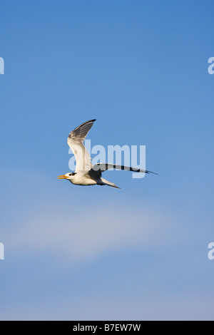 Royal Tern Sterna maxima in Flight Florida USA Stock Photo - Alamy