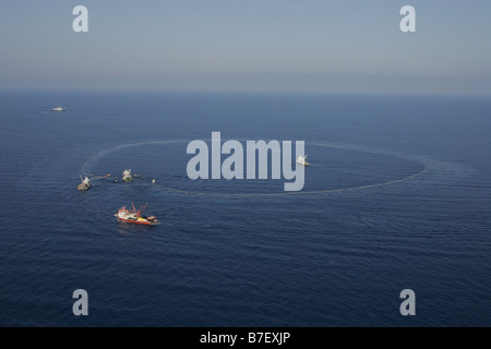 Turkish Tuna Fleet Purse Seine fishing for Bluefin Tuna, Turkey Stock ...