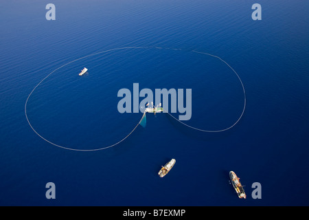 Turkish Tuna Fleet Purse Seine fishing for Bluefin Tuna, Turkey Stock ...