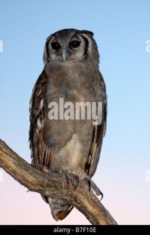 The Verreaux's or Giant Eagle Owl is the largest of the African owl ...