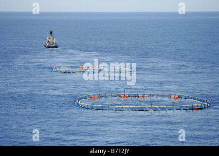 Tug Towing Tuna Cage between Fishing grounds in Libya and Tuna Farms in ...