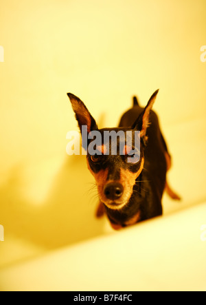Miniature Pinscher (Min-Pin Stock Photo - Alamy