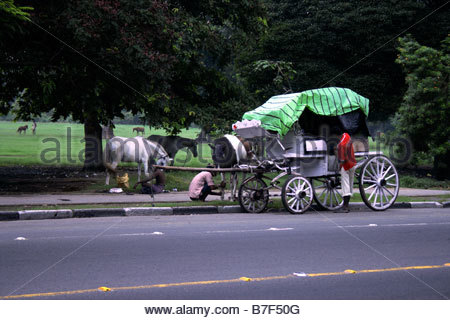 Tonga, The Horse Carriage Stock Photo: 92970437 - Alamy