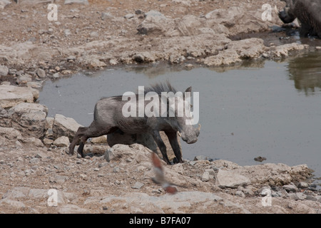 warthog scratching at halali waterhole etosha Stock Photo - Alamy