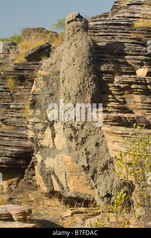 Termite mound. Termites are social insects that live in large colonies ...