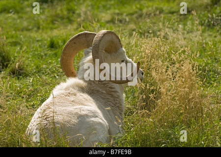 Dahl Sheep Male Stock Photo - Alamy