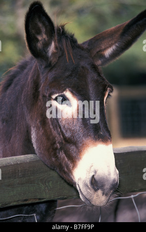 Muli Maultier Mule Stock Photo - Alamy