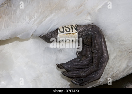 A Mute Swan Cygnus olor with BTO leg rings with "NZX" shown white on ...