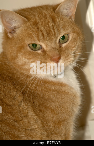 domestic domesticated ginger tom cat cute facial expressions against ...