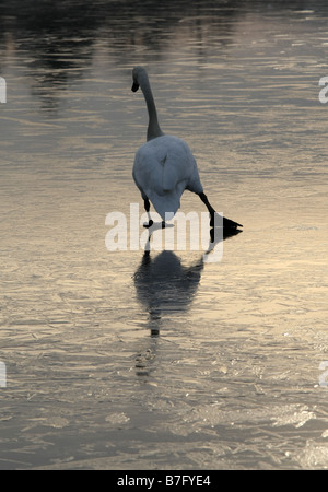 Swan on the move Stock Photo - Alamy