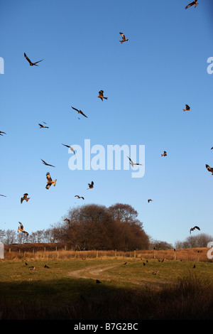 Red Kites at Gigrin Farm Kite Centre Red Kite Feeding Station at ...