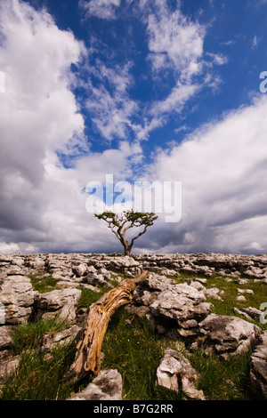 Lone tree, Twistleton Scar, near Ingleton, Yorkshire Dales, England ...