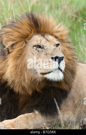 Wild majestic male lion, simba, yawning in the savannah in the ...
