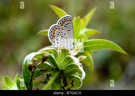 An Endangered Female Karner Blue Butterfly, Waushara County, Wisconsin ...