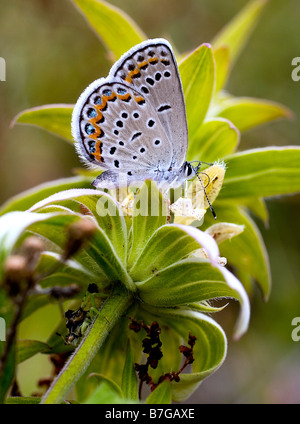 An Endangered Female Karner Blue Butterfly, Waushara County, Wisconsin ...
