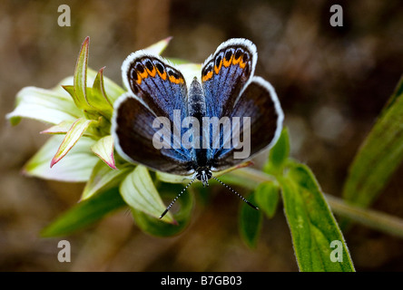 An Endangered Female Karner Blue Butterfly, Waushara County, Wisconsin ...