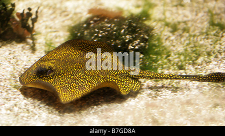 A Spotted Ray (Rajiformes) swimming Stock Photo - Alamy