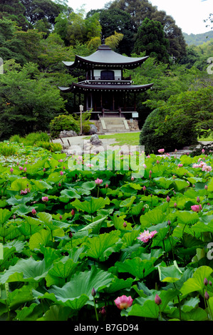 Lotus flowers with ancient temple at summer day in Kyoto, Japan Stock ...